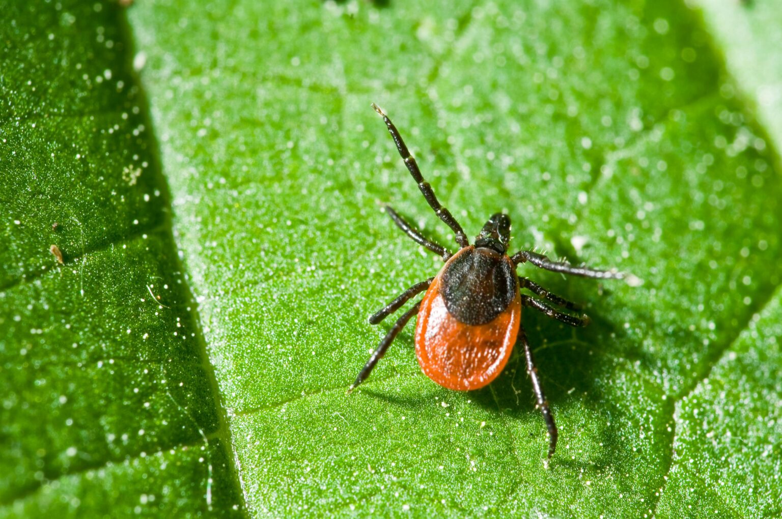 Ticks and Tick-Borne Diseases (In-Person Event) - Avon Free Public Library